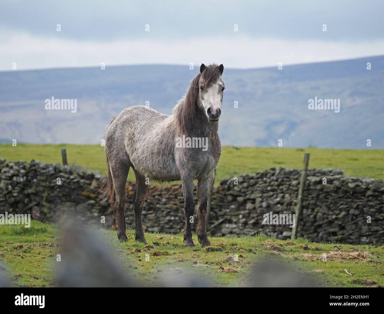 hardy grey mare with thick coat & mane stands beside stone wall on ...
