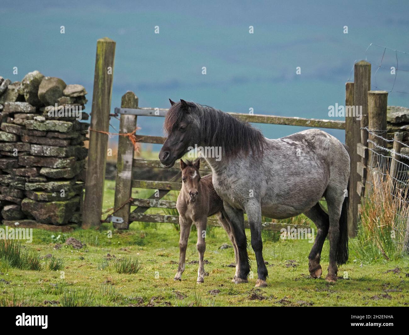 hardy grey mare & her young foal stand together in sunshine beside 5 ...