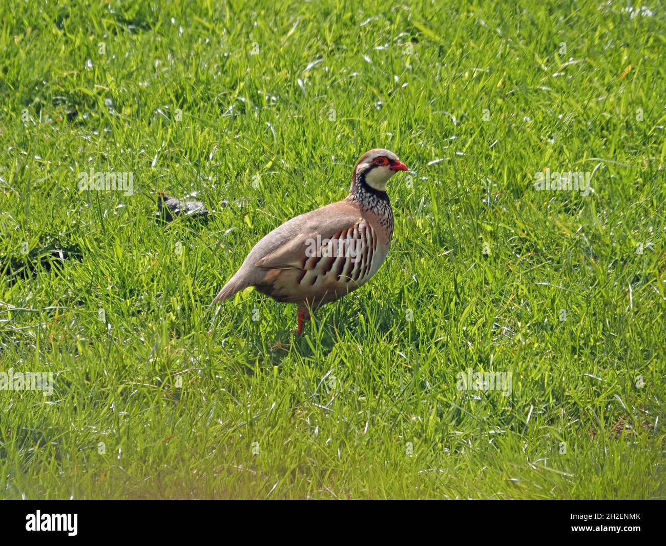 Red-legged or French Partridge (Alectoris rufa) Cumbria, England, UK ...