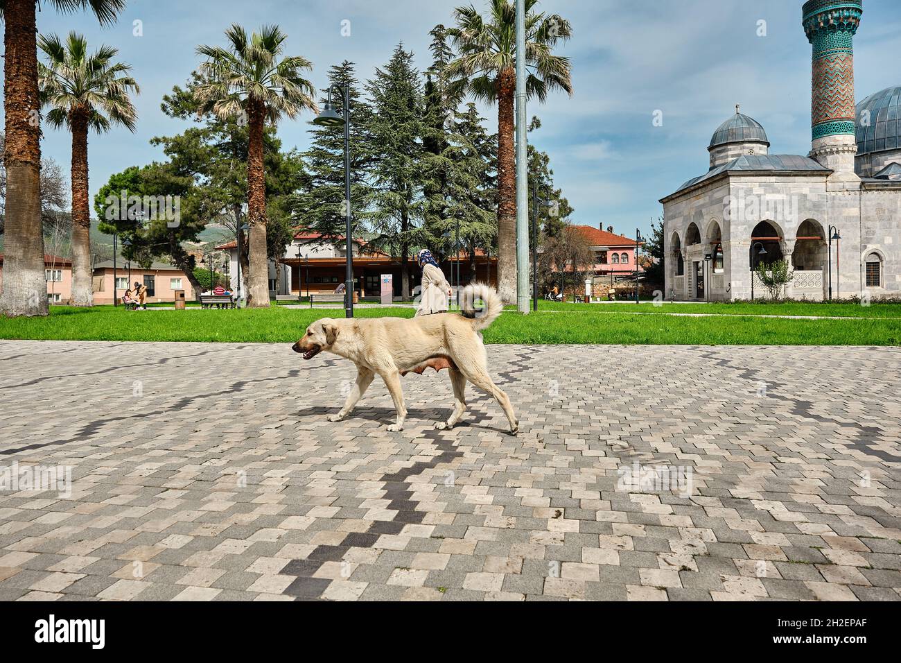 a female dog living in street of Nicaea by taking photo center square ...