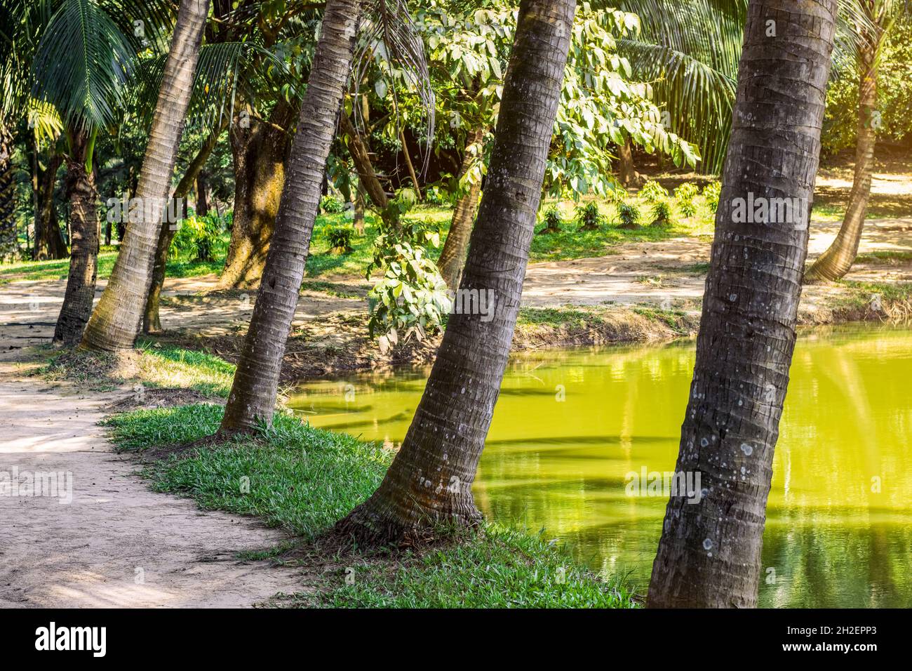 Row of coconut trees hi-res stock photography and images - Alamy