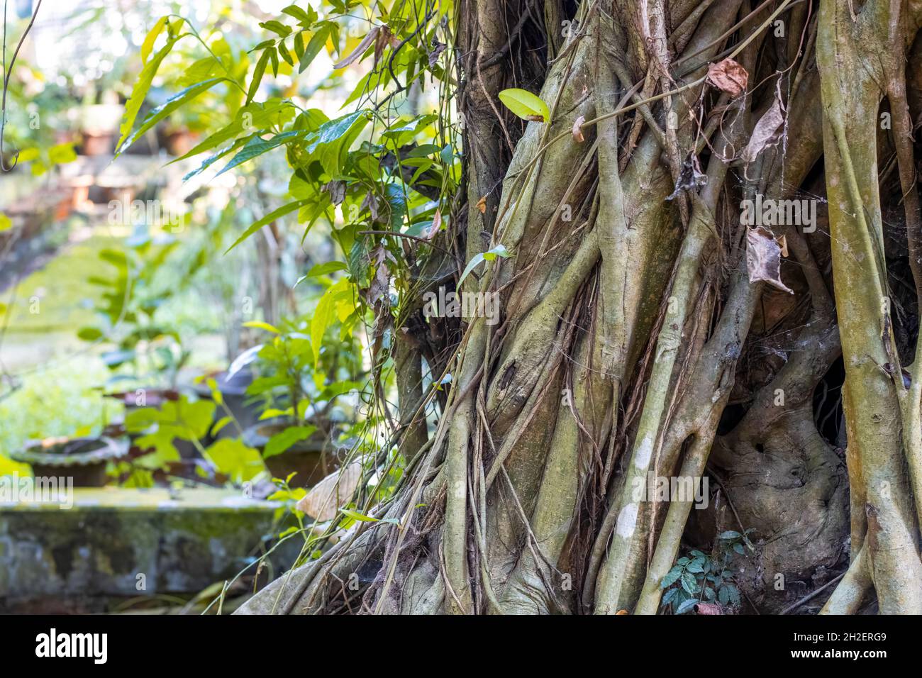 Aged big banyan tree with many roots inside of a botanical garden close ...