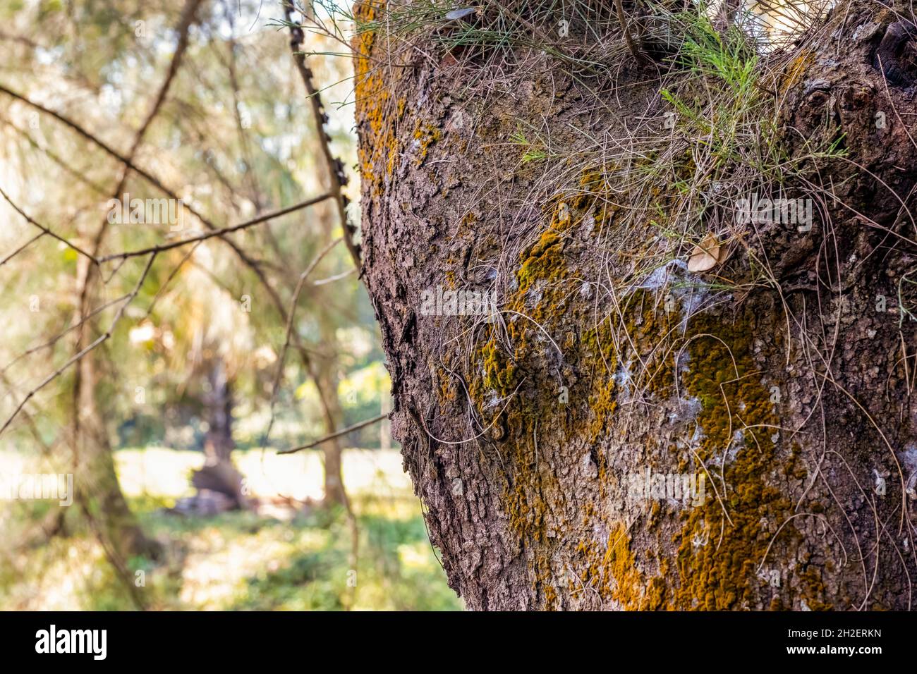 Aged tree trunk with covered moss in the forest Stock Photo - Alamy