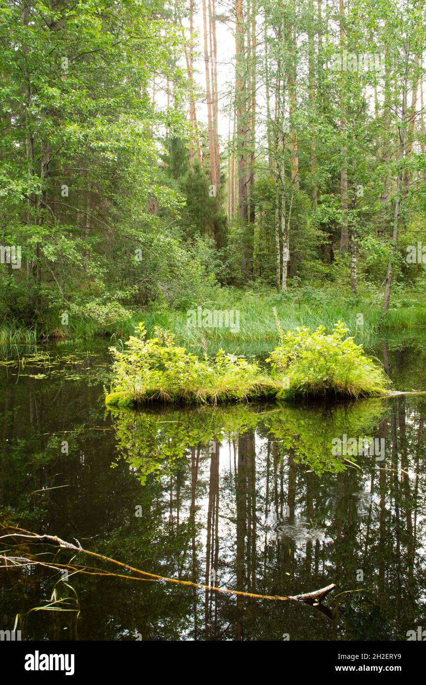 A landscape with green trees and brightness in the river in forest ...