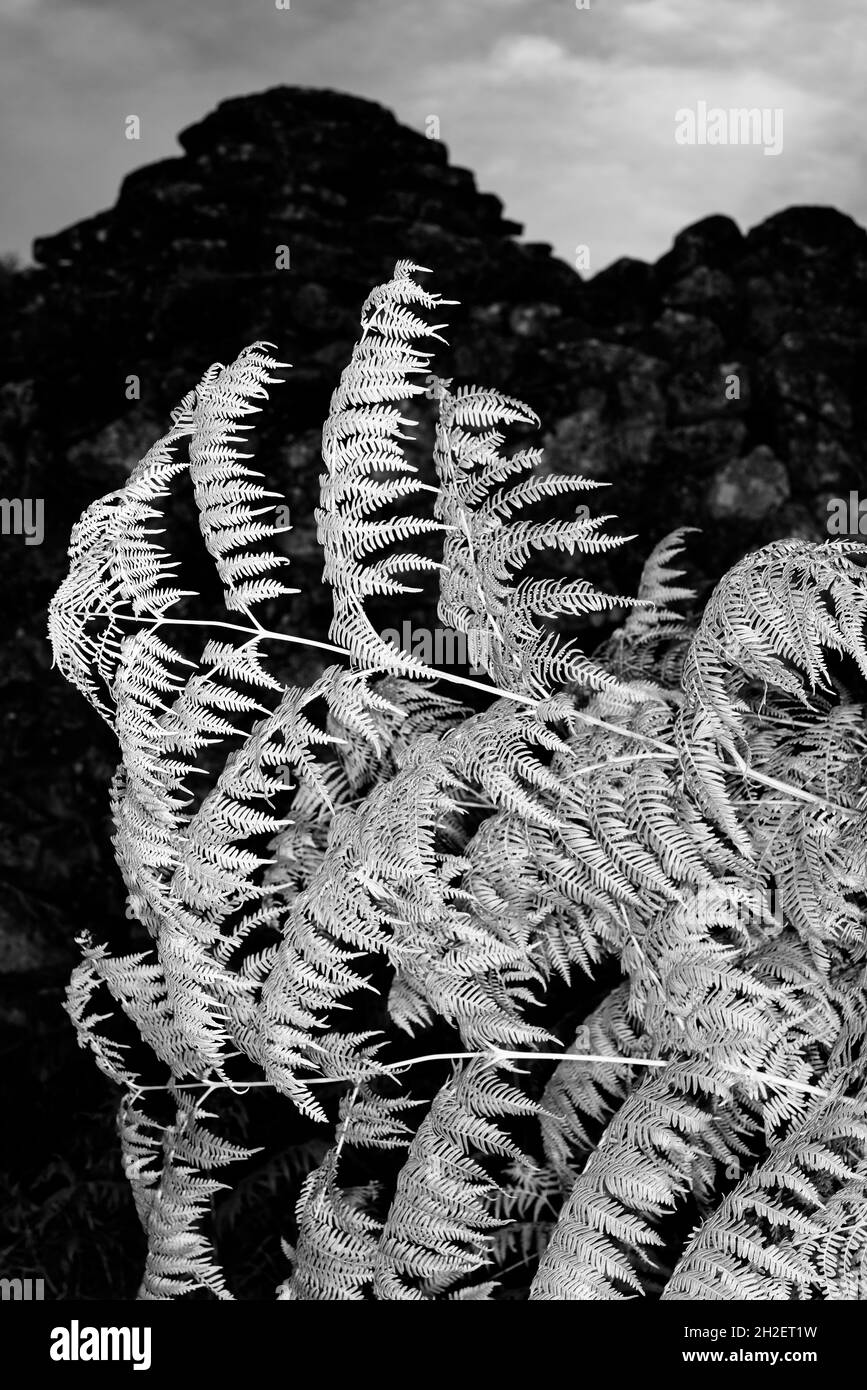 Pteridophyta plant Black and White Stock Photos & Images - Alamy