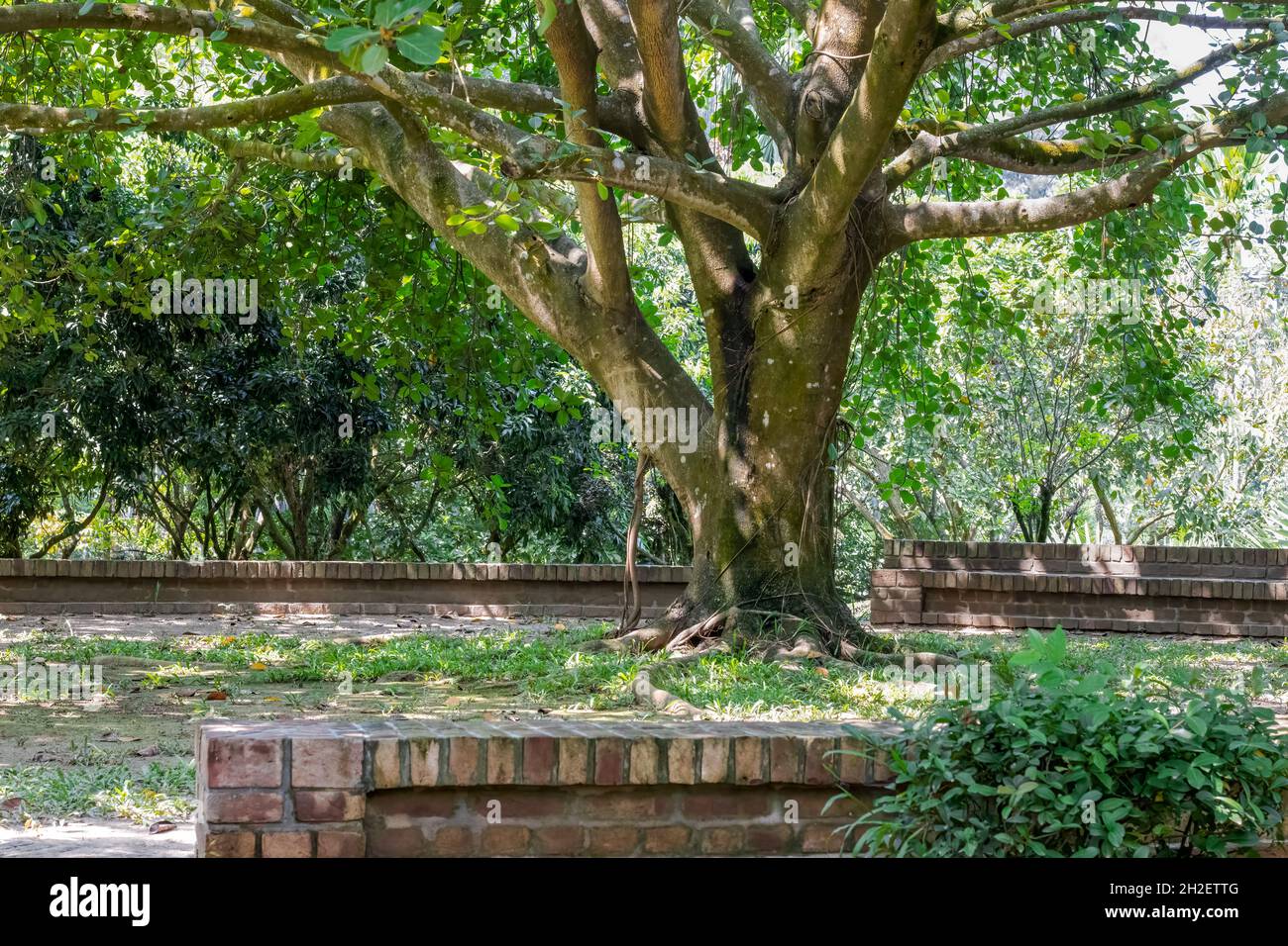 Big banyan tree with spread branches inside of a park Stock Photo - Alamy