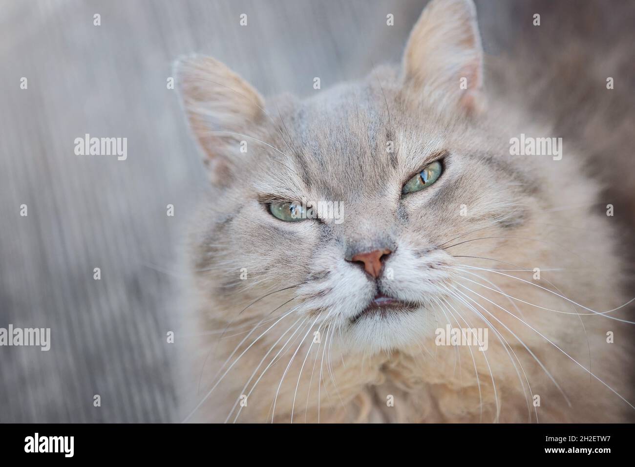 Cat face close up. Front view of cat looking at camera. Cute orange ...