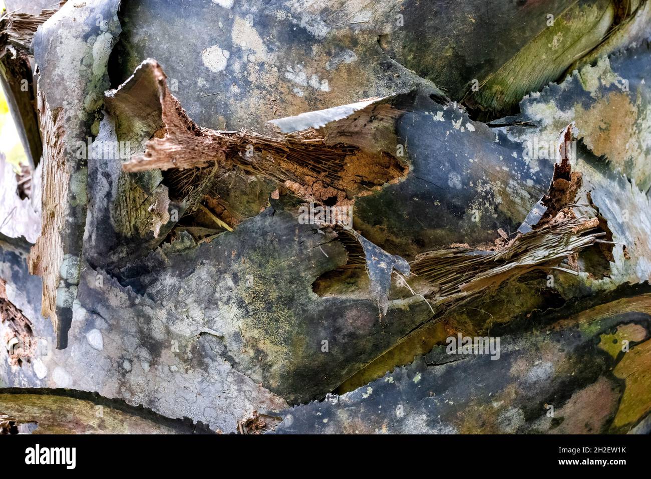 Close View Of Coconut Tree Bark High Resolution Stock Photography and ...