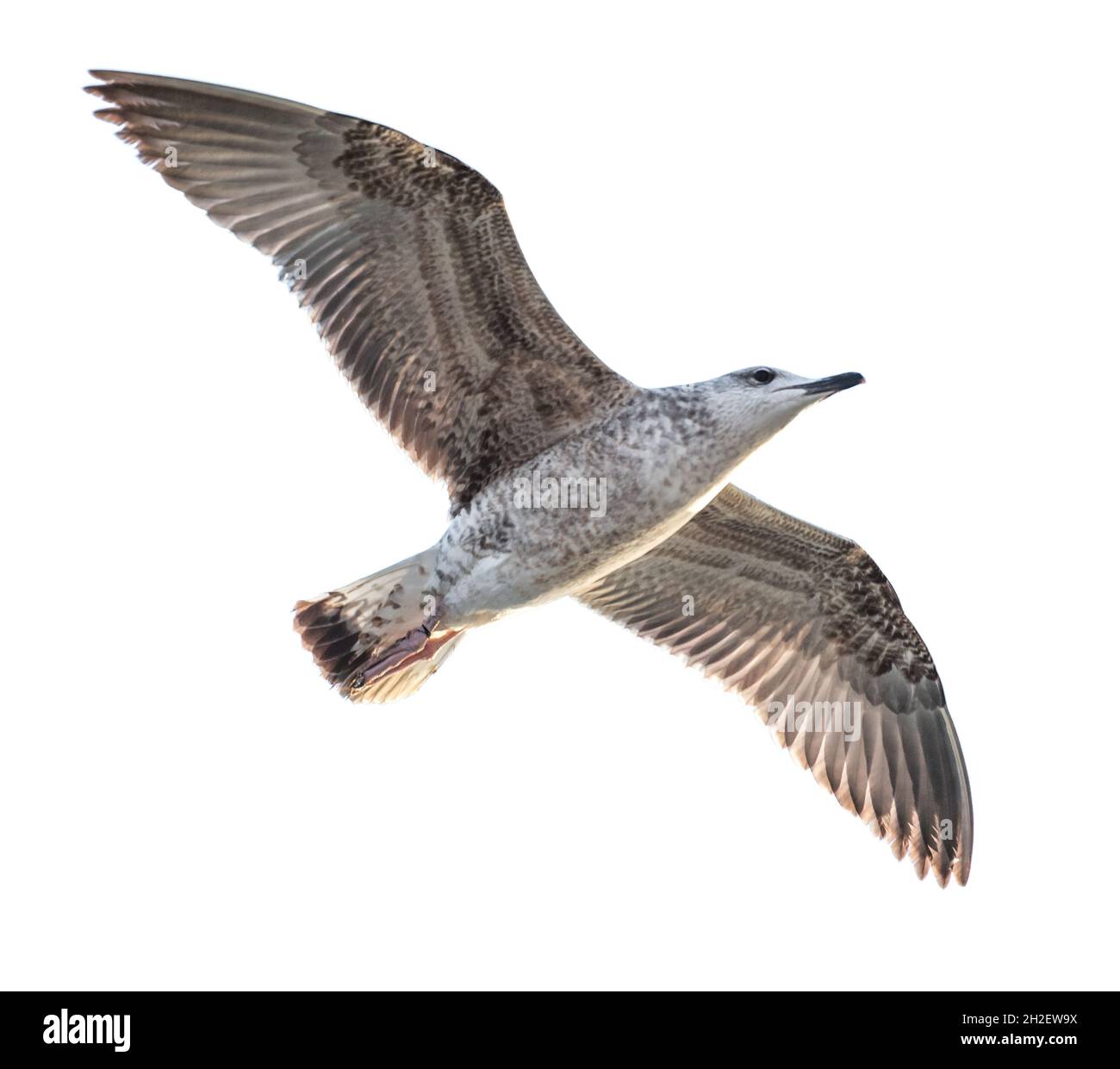 flying seagull (isolated Stock Photo - Alamy