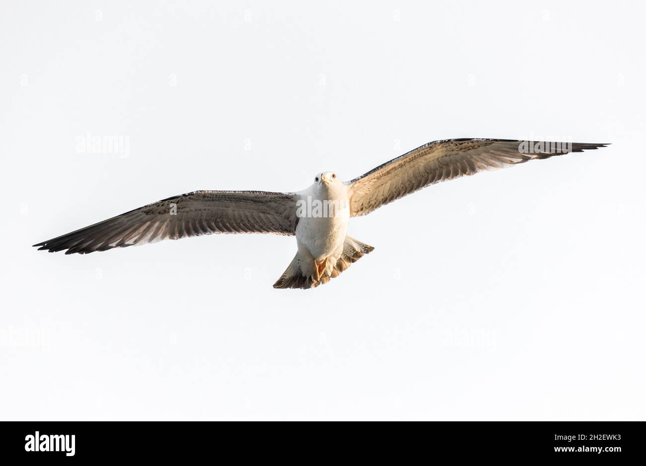 flying seagull (isolated Stock Photo - Alamy