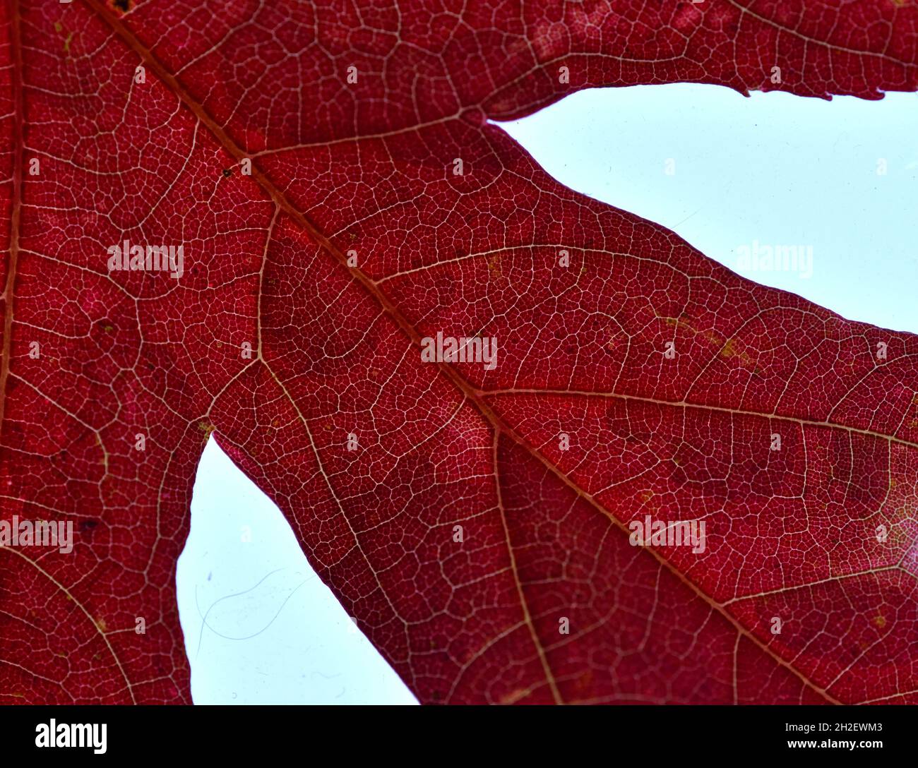 Close up of a red maple leaf (Acer) backlit on a white background Stock ...