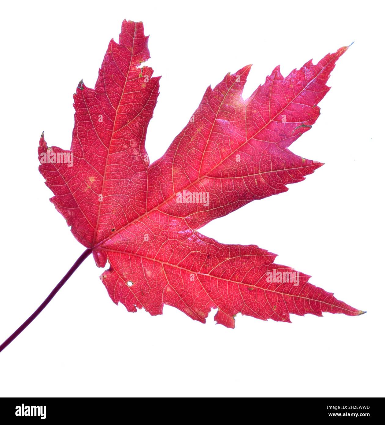 Red maple leaf (Acer) backlit on a white background Stock Photo - Alamy