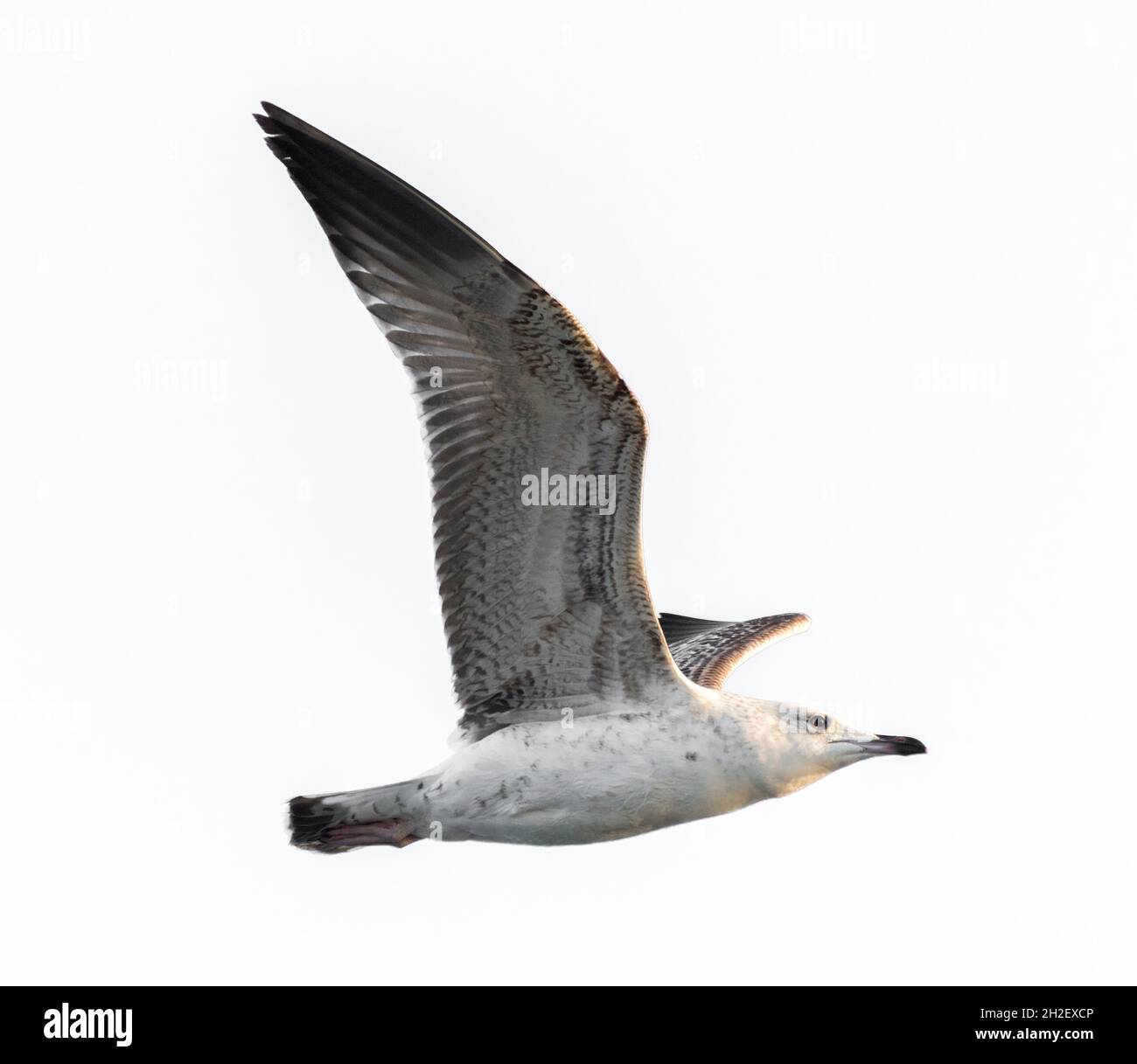 flying seagull (isolated Stock Photo - Alamy