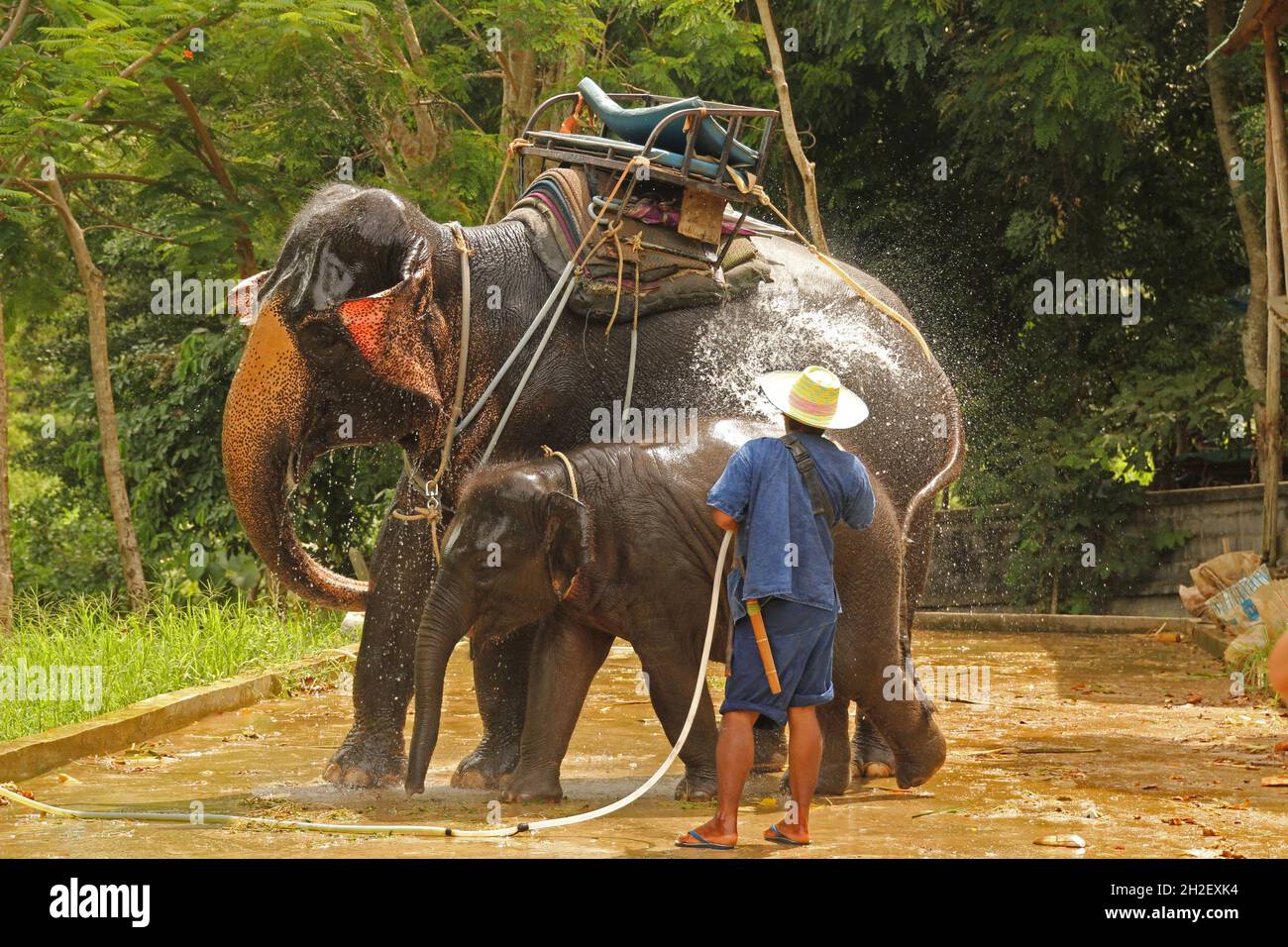 Man bathing elephants in a zoo park Stock Photo - Alamy