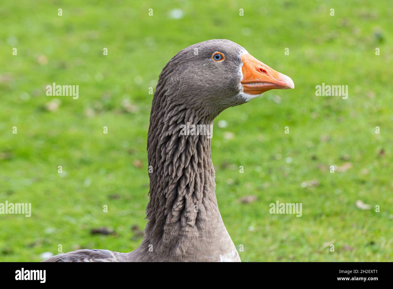 Closeup shot of a beautiful grey goose in the field Stock Photo - Alamy