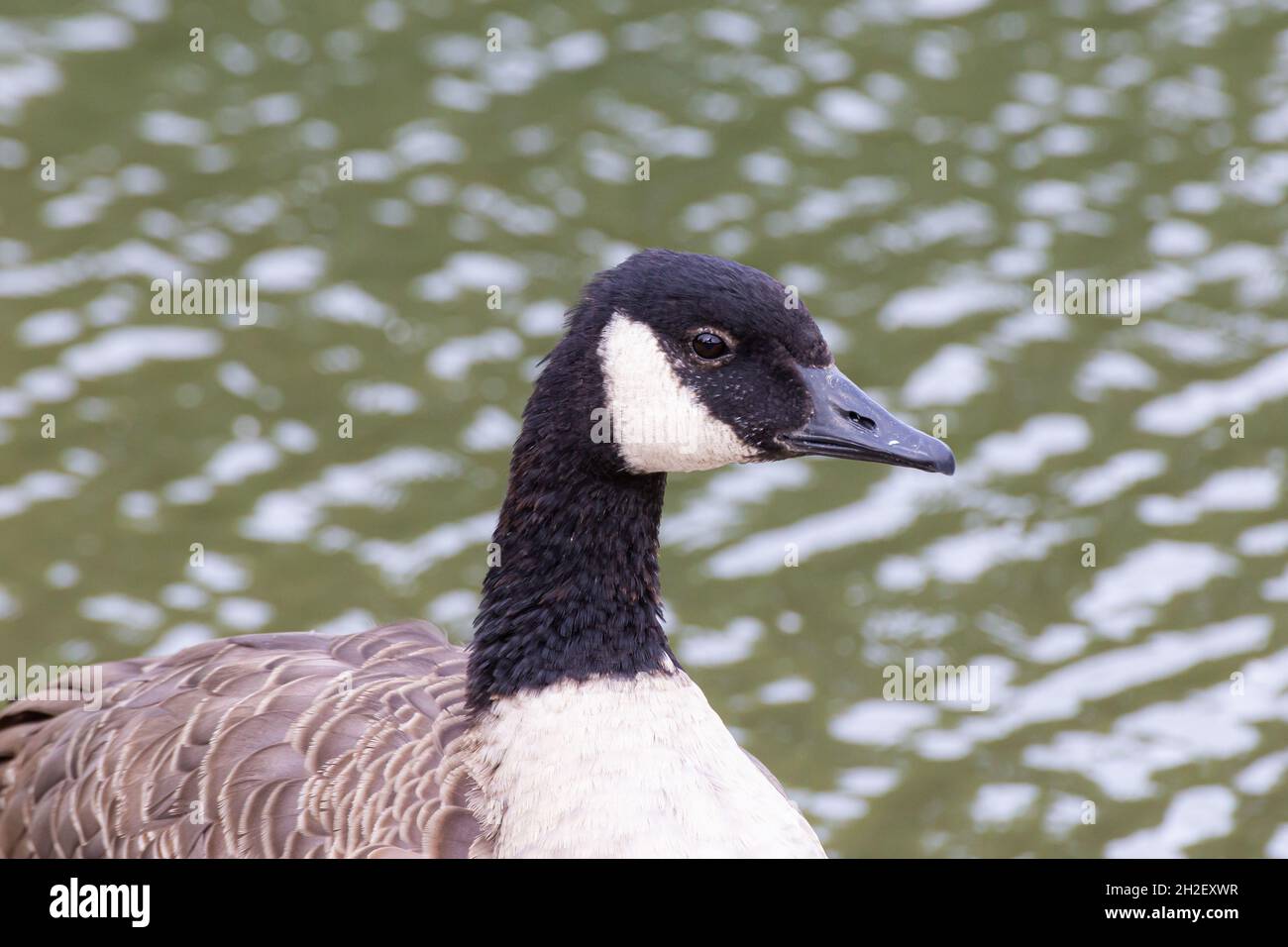 Black necked canada goose hi-res stock photography and images - Alamy