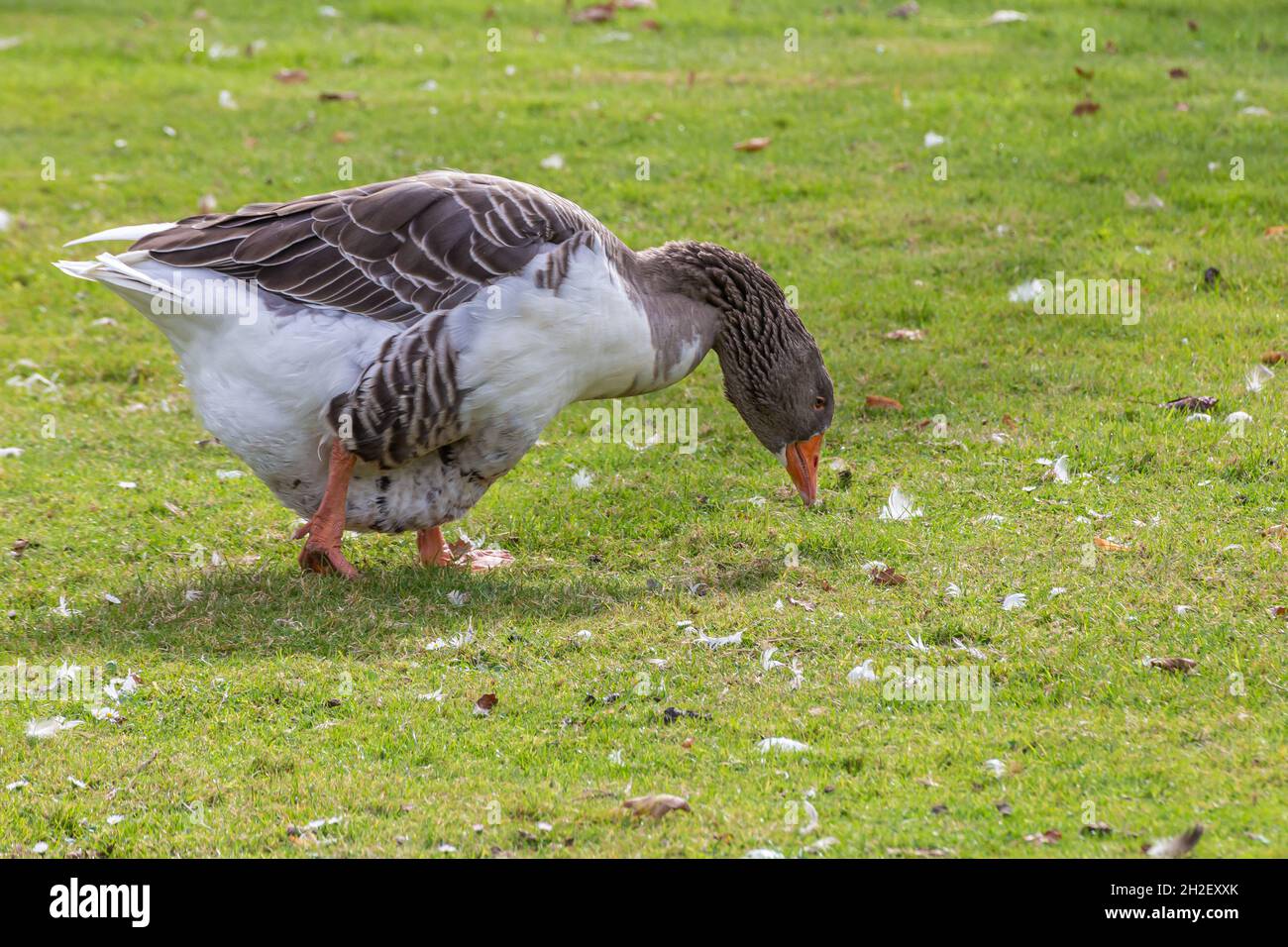 Closeup shot of an Egyptian goose eating a grain Stock Photo - Alamy