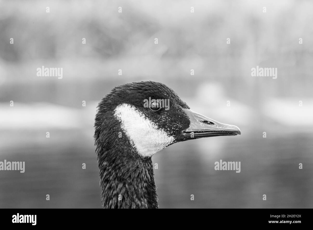 Canada goose beautiful bird Black and White Stock Photos & Images - Alamy