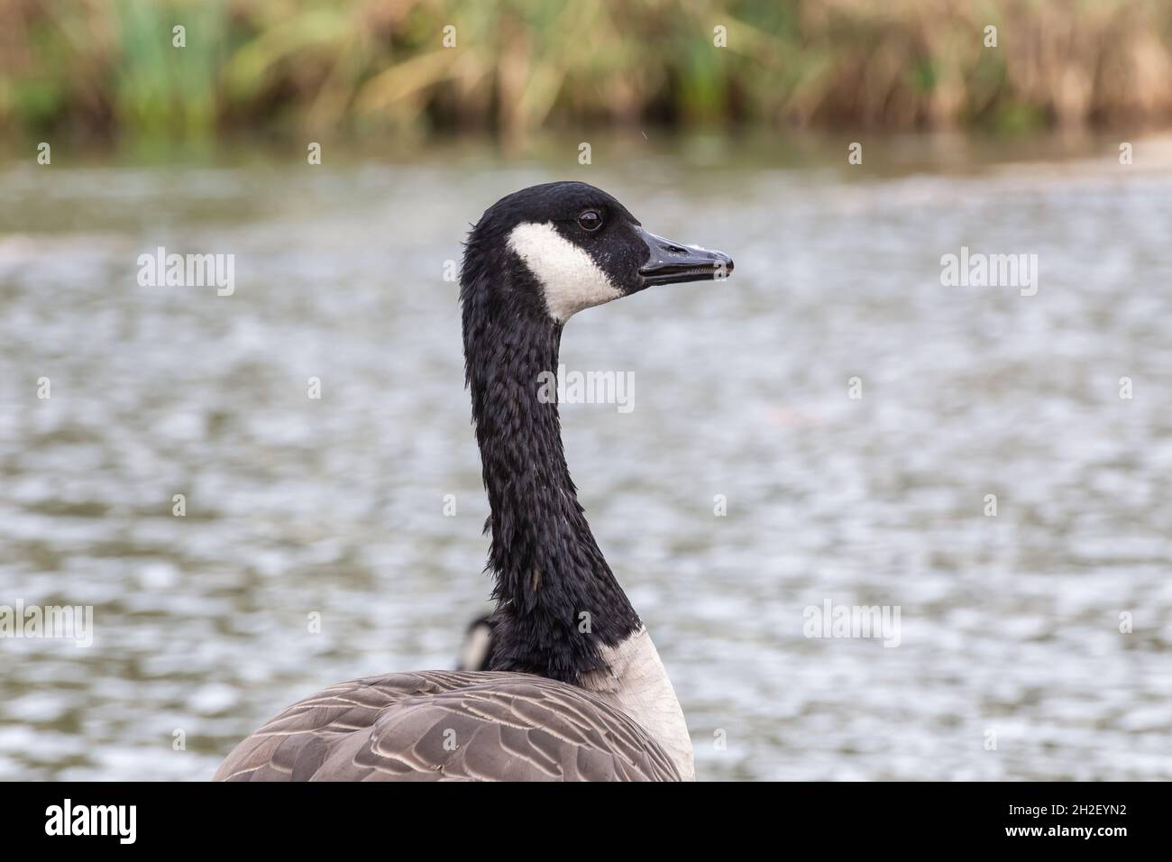 Black necked canada goose hi-res stock photography and images - Alamy