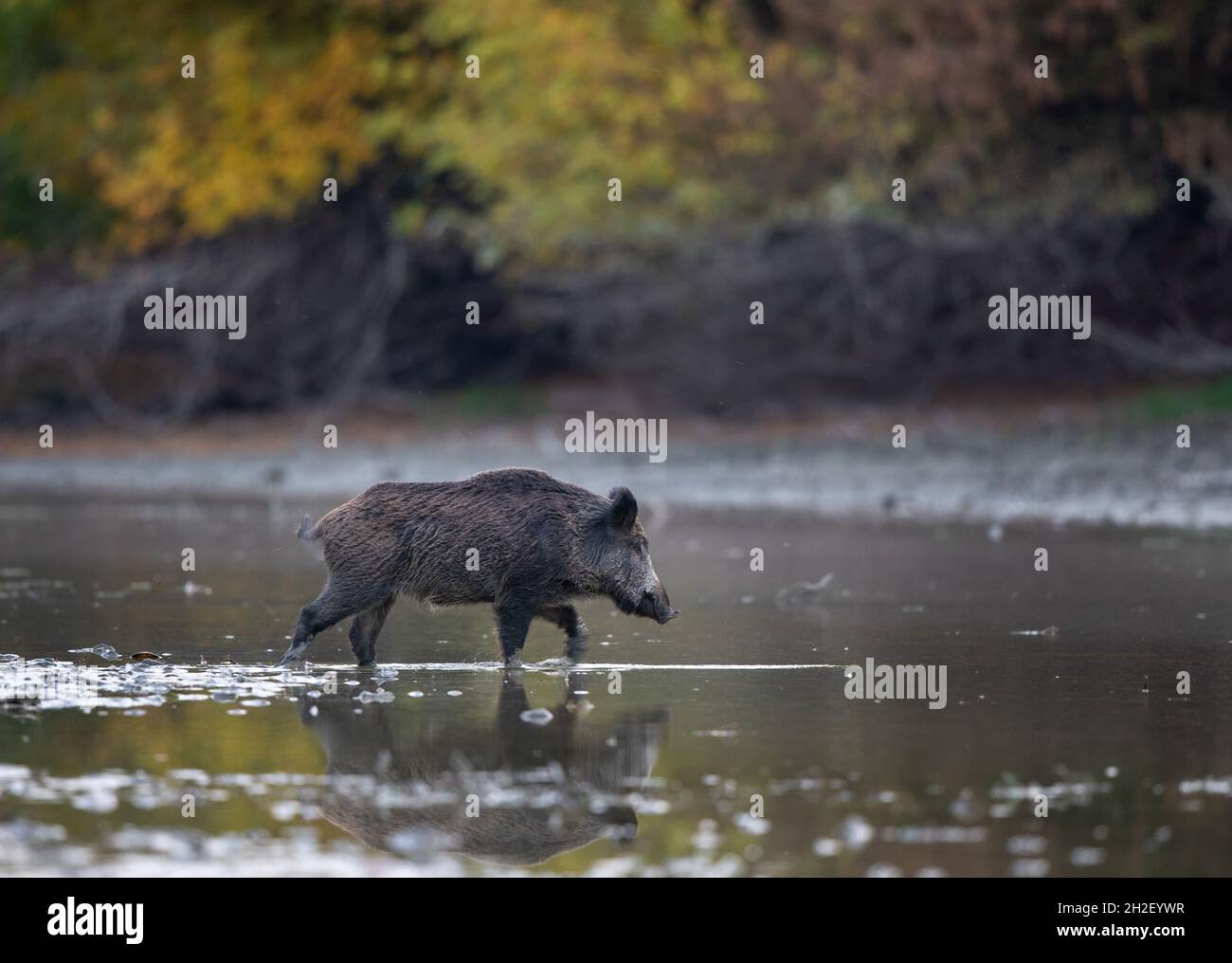 Wild boar (sus scrofa ferus) walking in shallow water on river coast in ...