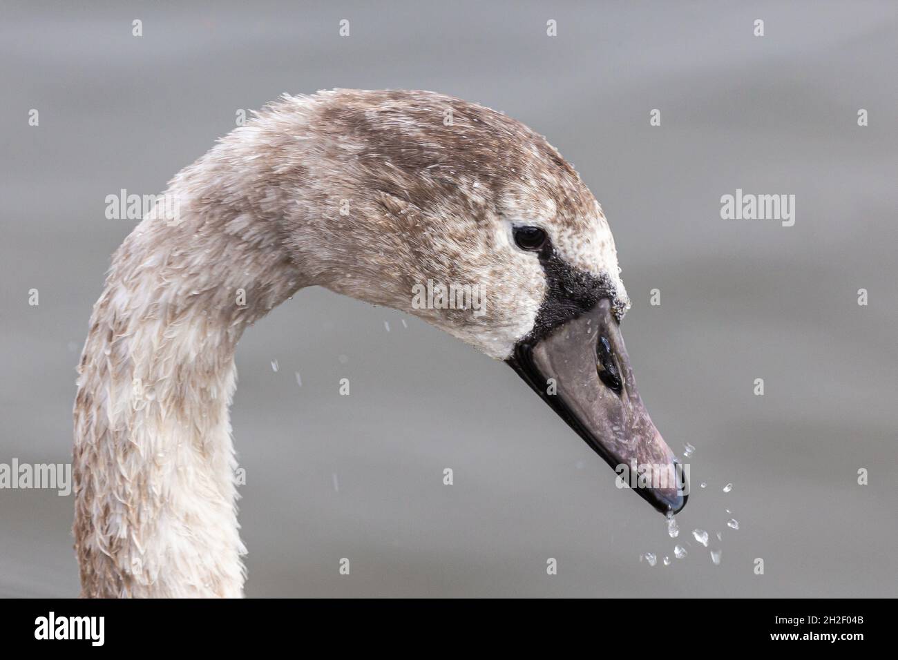 Closeup shot of a Mute swan Stock Photo - Alamy