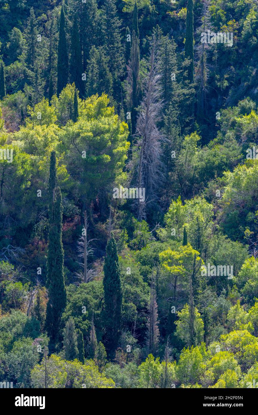 beautiful green trees and forest woodland in various different shades ...