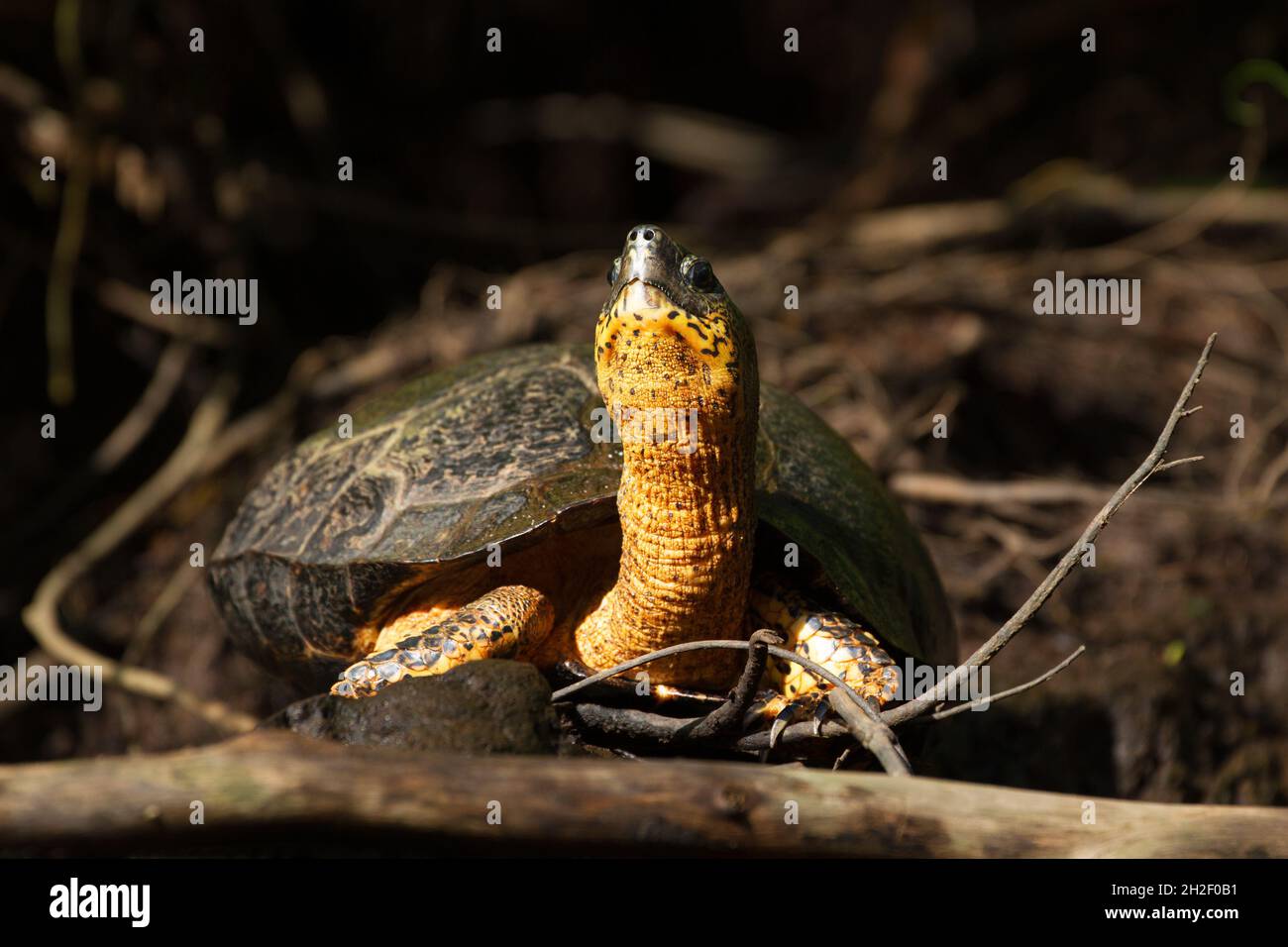 A black river turtle (Rhinoclemmys funerea) sunning itself by the water ...