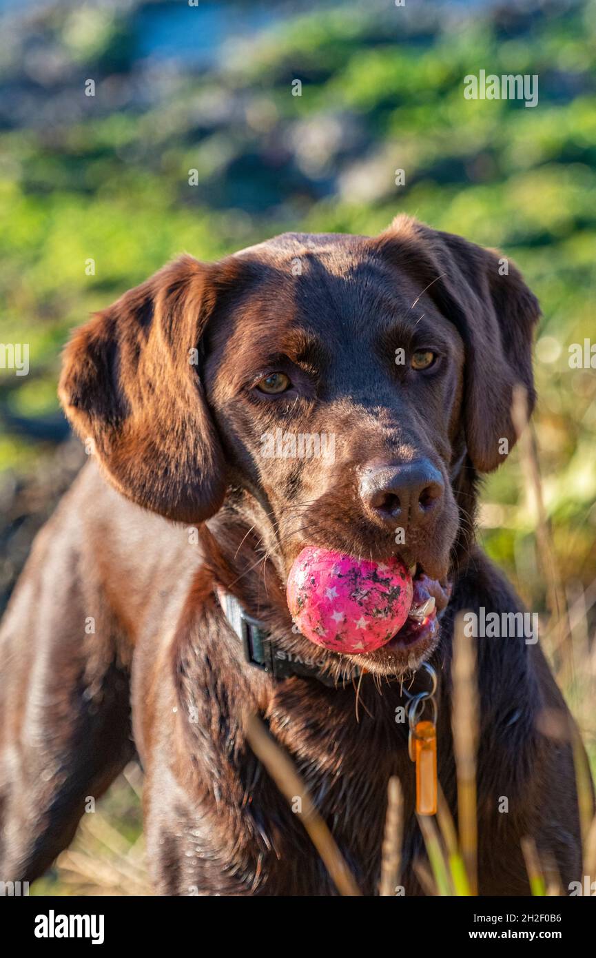 labradinger or springerdor springer spaniel springador cross breed dog ...