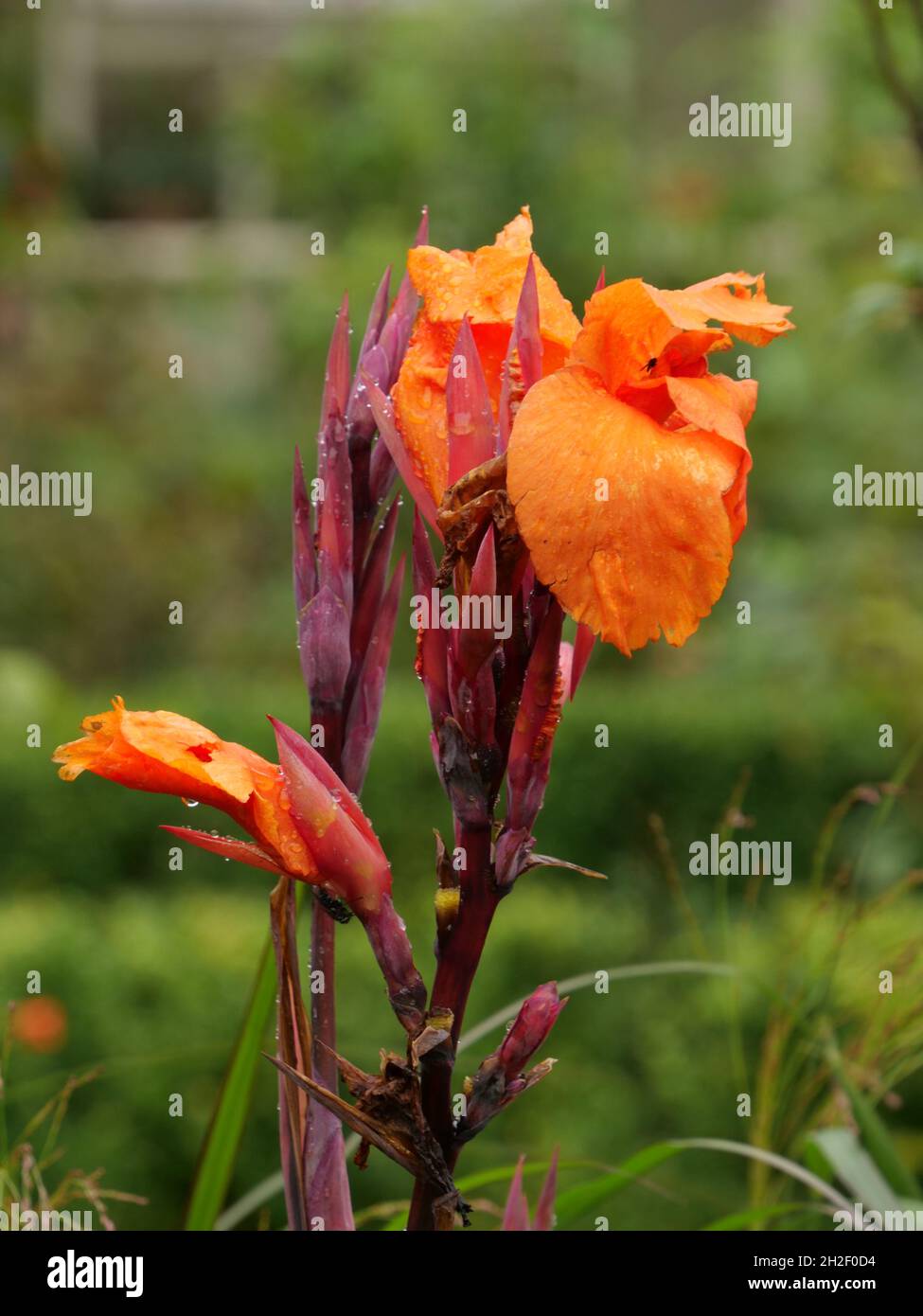 Glory pea hi-res stock photography and images - Alamy
