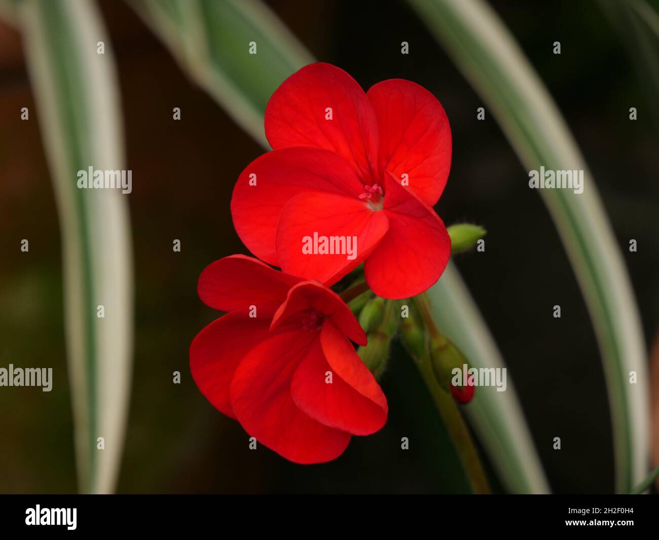 Closeup shot of bright red geranium flowers Stock Photo - Alamy