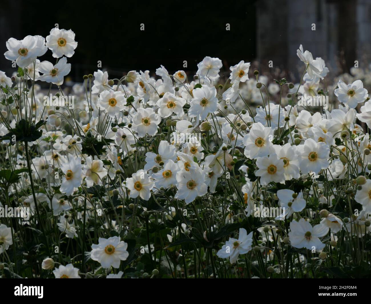 Closeup shot of white anemone flowers Stock Photo - Alamy