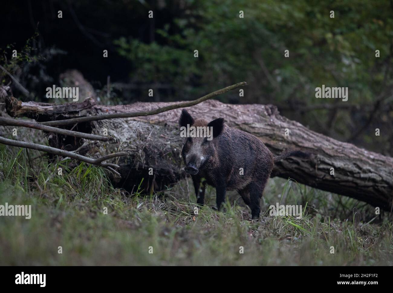 Wild boar (sus scrofa ferus) standing in forest. Wildlife in natural ...