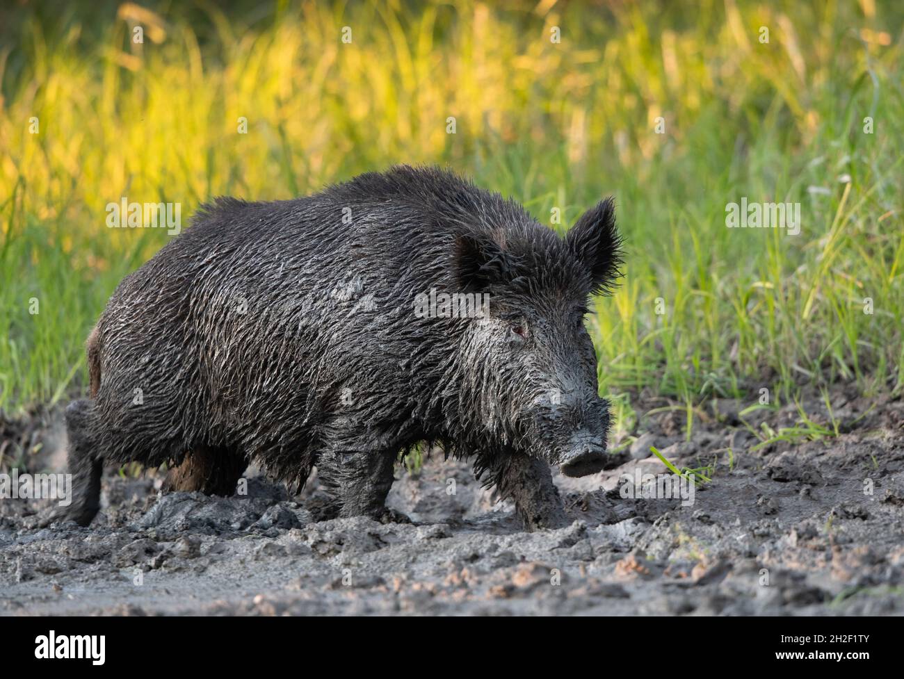Wild boar (sus scrofa ferus) walking in mud on river coast beside ...