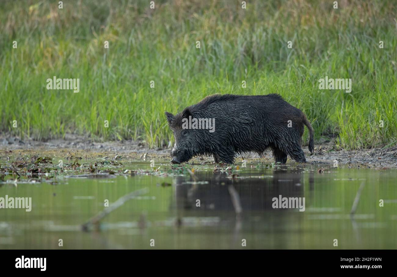 Wild boar (sus scrofa ferus) walking on river coast beside forest in ...