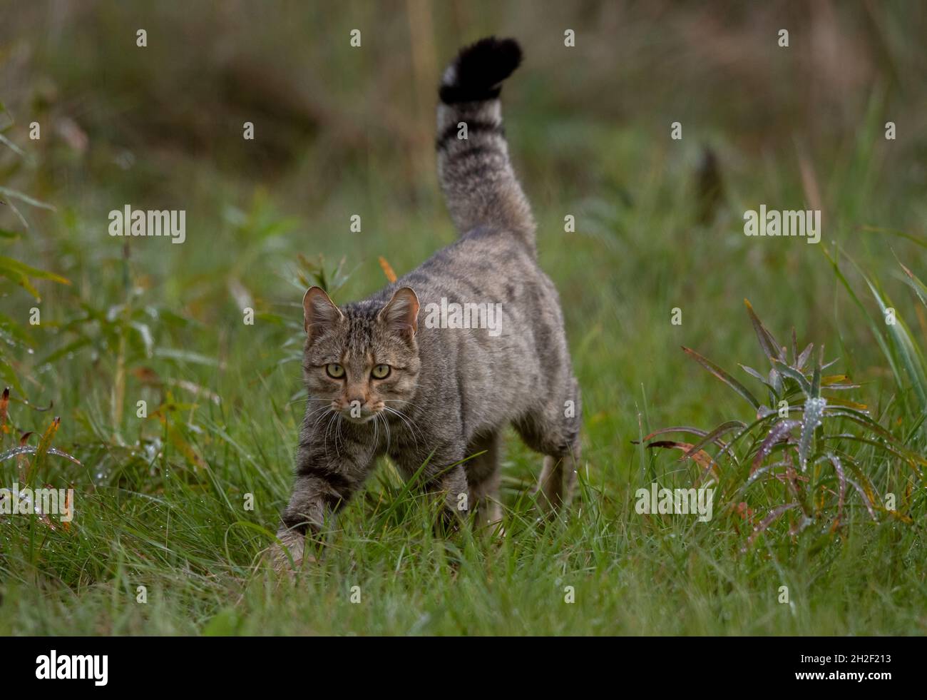 European wildcat (felis silvestris) with high raised wide tail walking ...