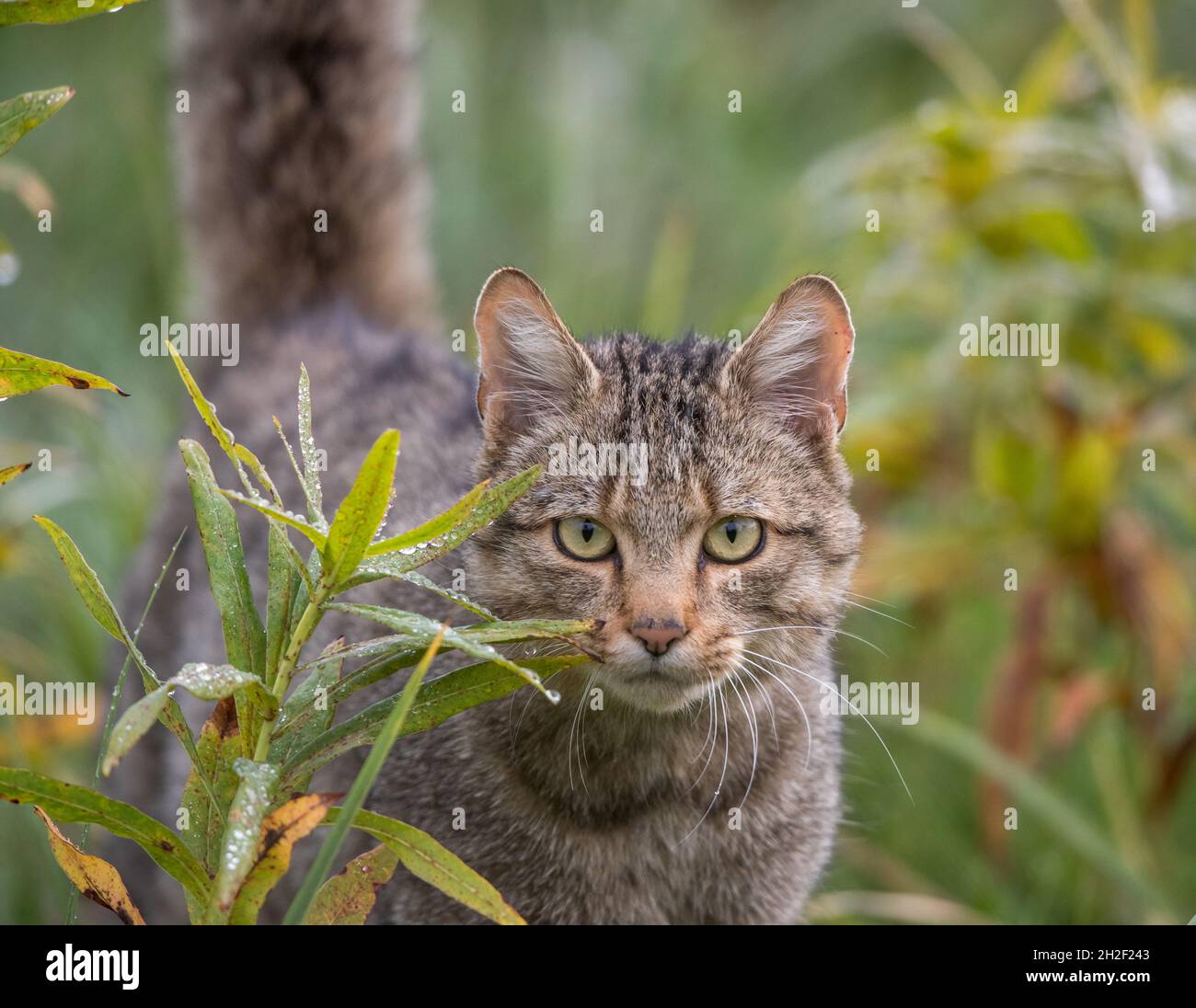 One european wildcat felis hi-res stock photography and images - Alamy