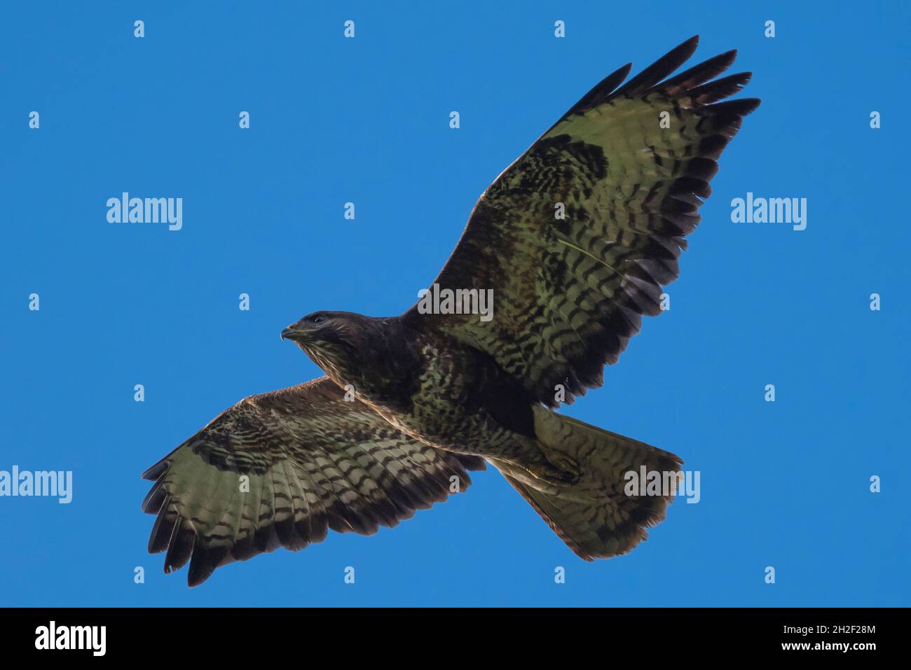 Common Buzzard (Buteo buteo) in flight with wings outstretched, New ...