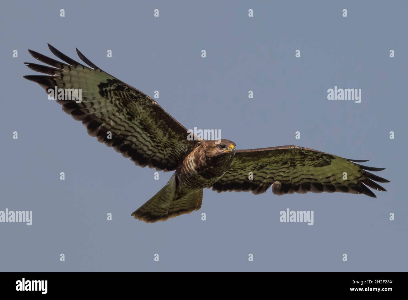 Common Buzzard (Buteo buteo) in flight with wings outstretched, New ...