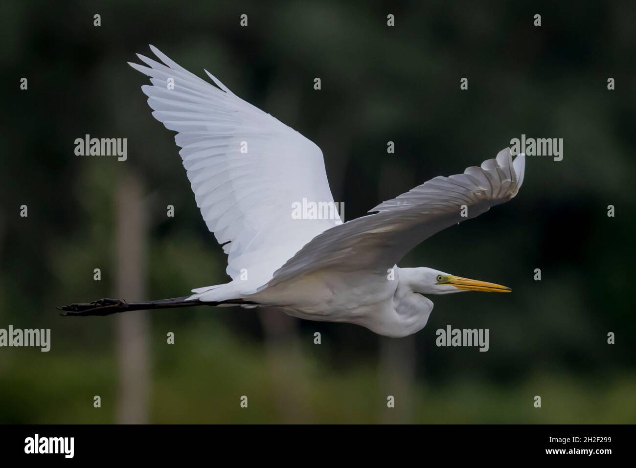 Great White Egret (Egretta alba) in flight with wings outstretched, New ...