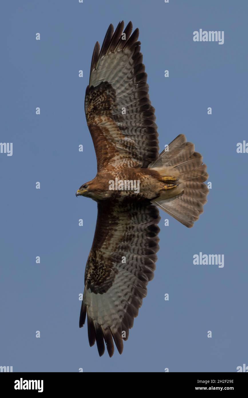 Common Buzzard (Buteo buteo) in flight with wings outstretched, New ...