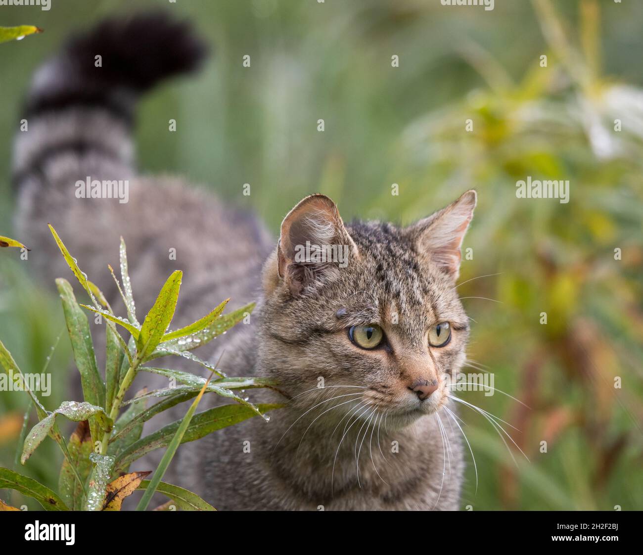 Portrait of european wildcat (felis silvestris) with high raised wide ...