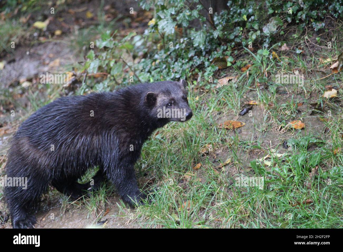Wolverine habitat hi-res stock photography and images - Alamy