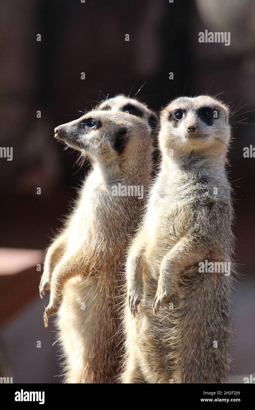 Meerkats in their natural habitat Stock Photo - Alamy