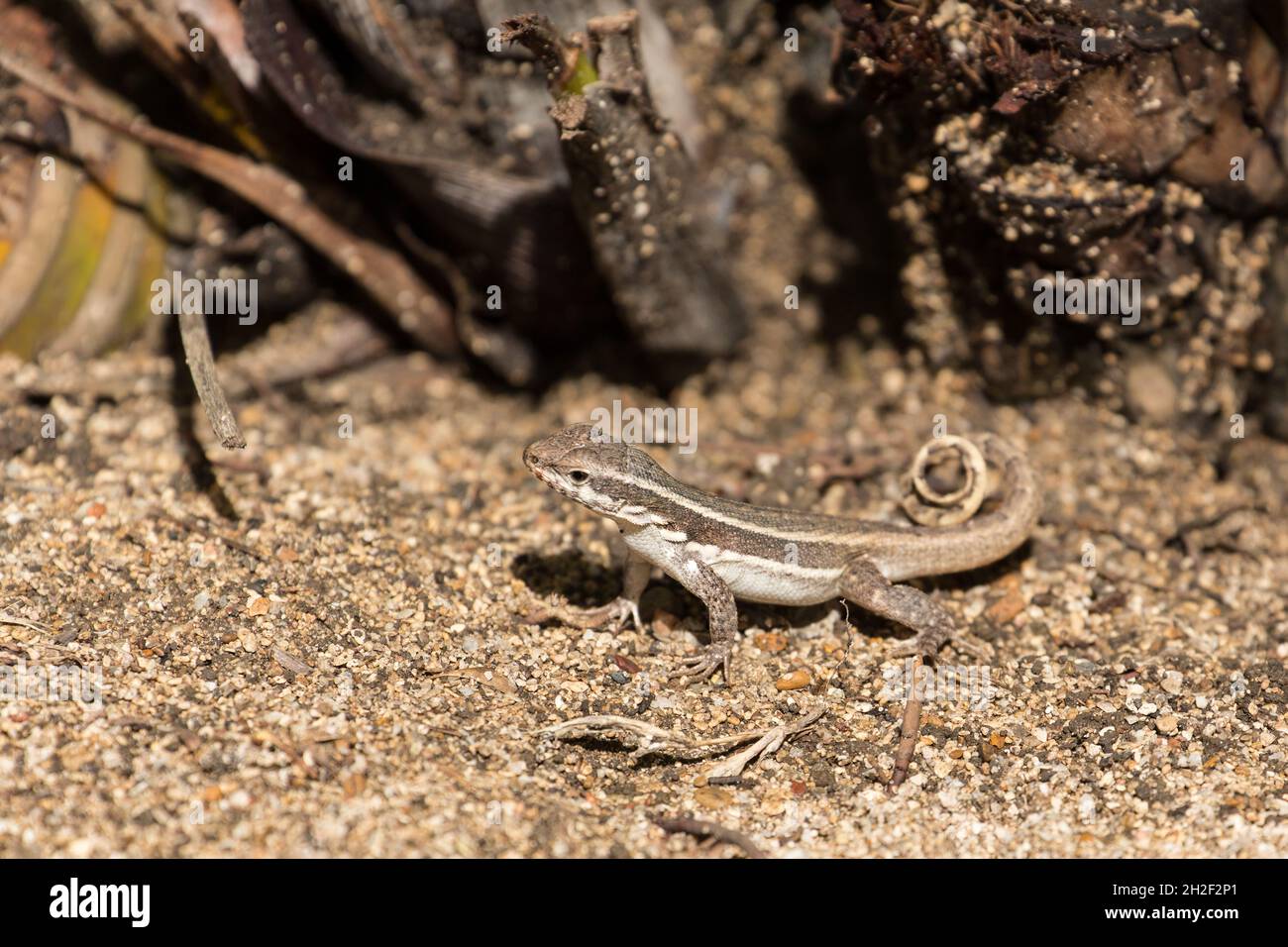 Hispaniolan curlytail lizard hi-res stock photography and images - Alamy