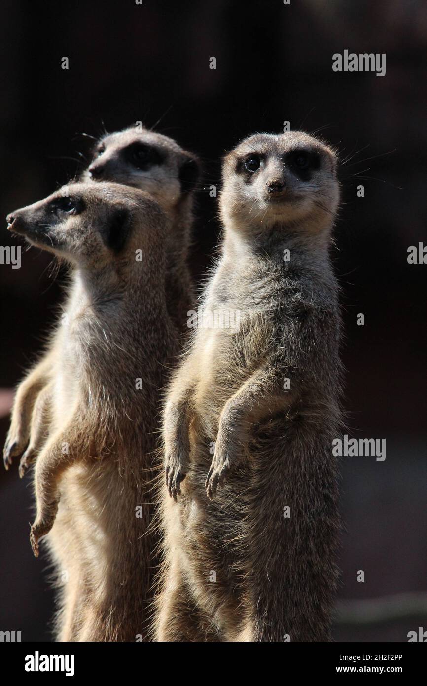 Meerkats in their natural habitat Stock Photo - Alamy
