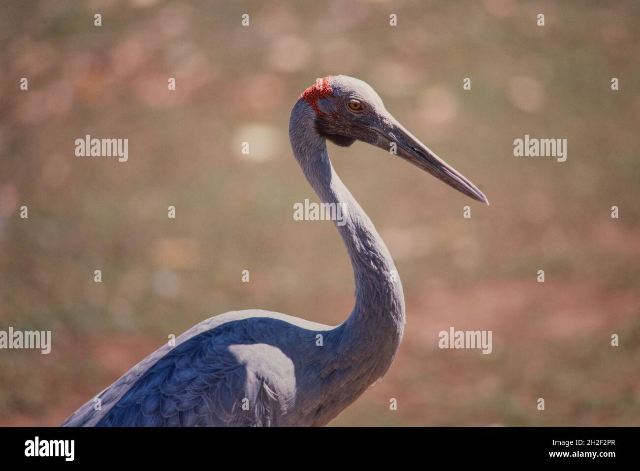 The Brolga, Antigone rubicunda, is a common wetland bird in Australia ...