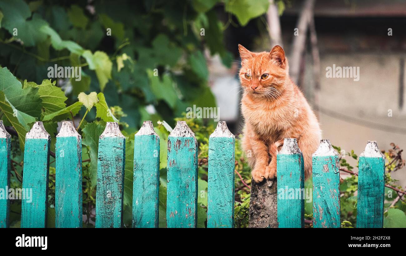 Cute cat sitting behind wooden fences outdoors Stock Photo - Alamy