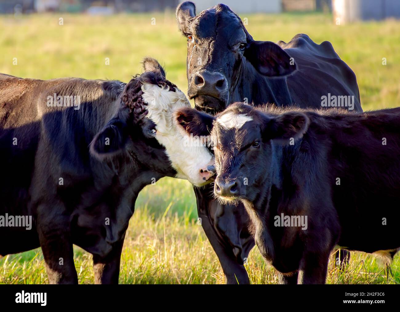 A bull and cow huddle with their calf in a field, Oct. 15, 2021, in ...