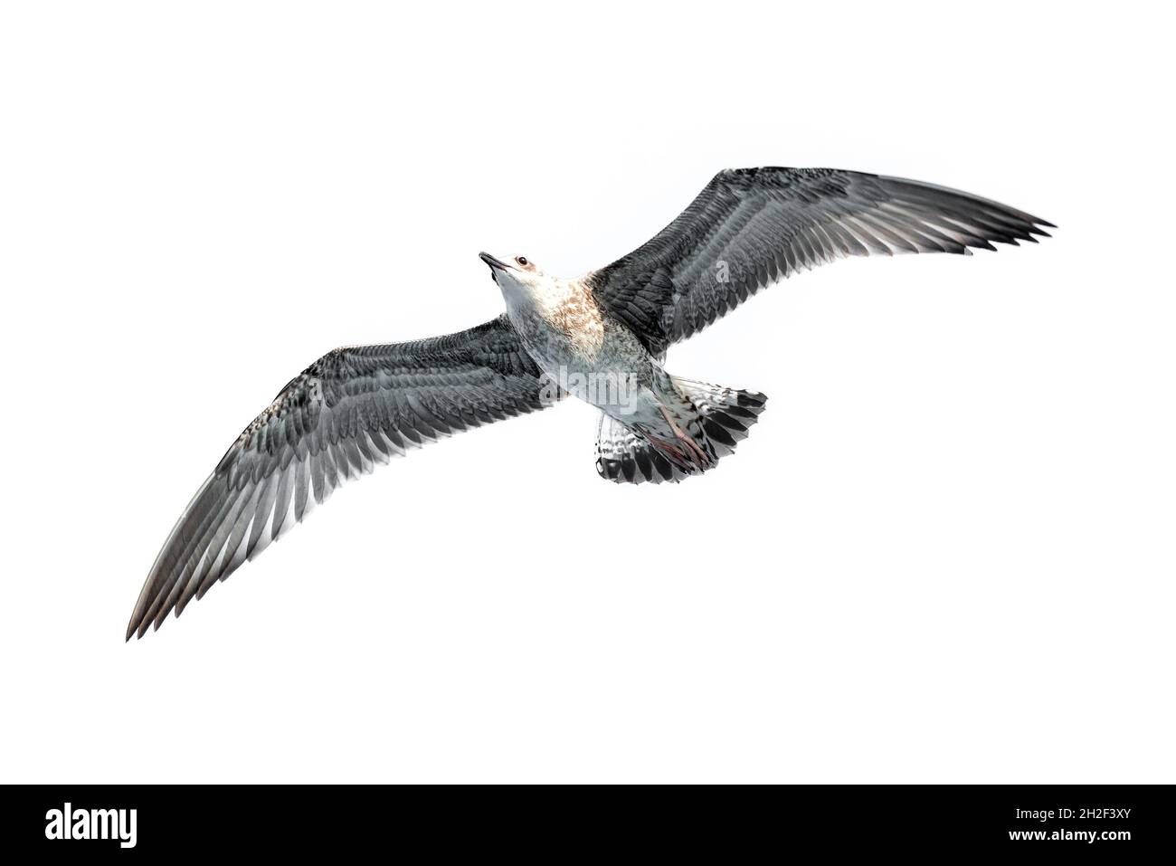 Flying seagull wildlife Cut Out Stock Images & Pictures - Alamy