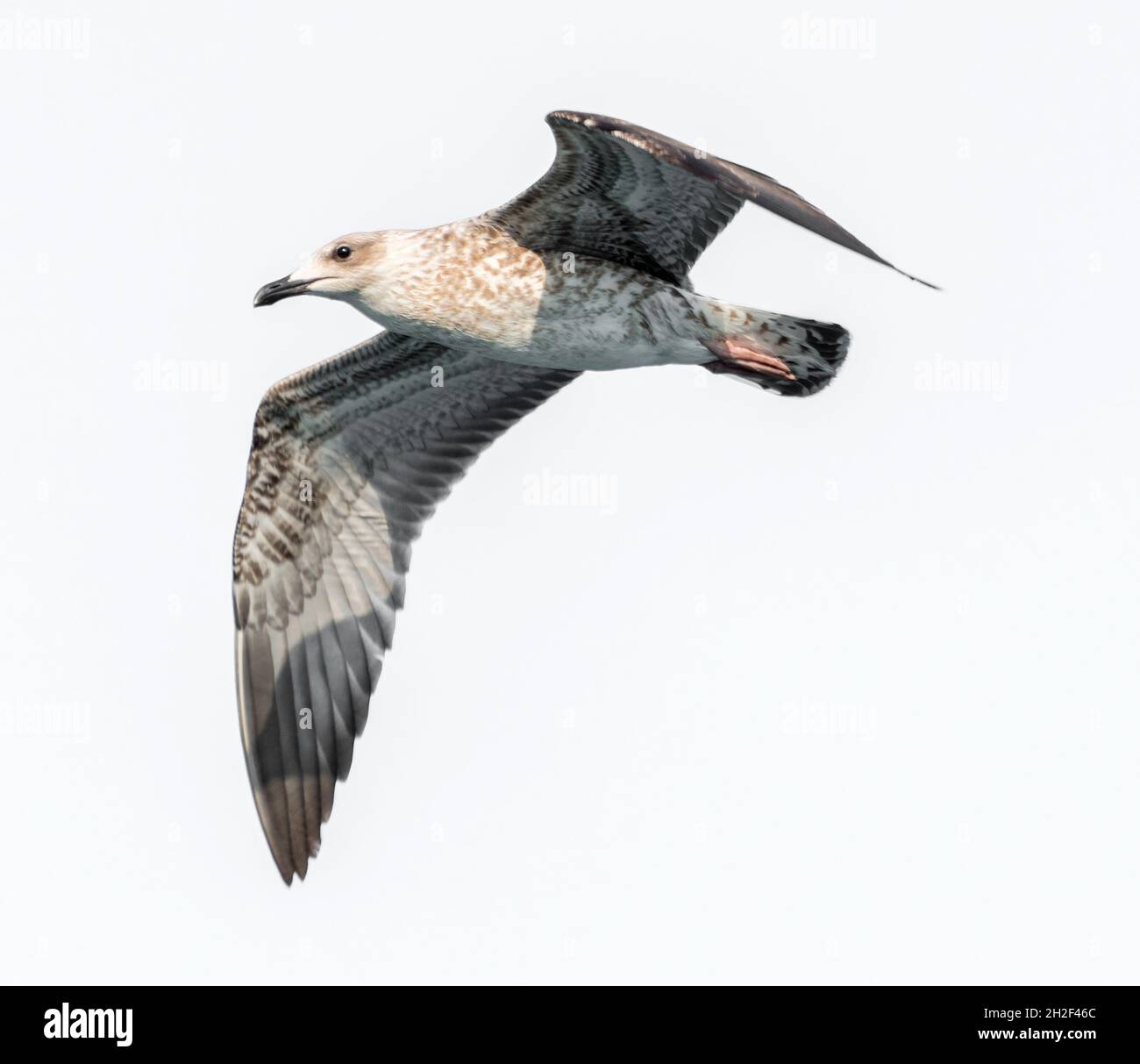 Flying seagull wildlife Cut Out Stock Images & Pictures - Alamy